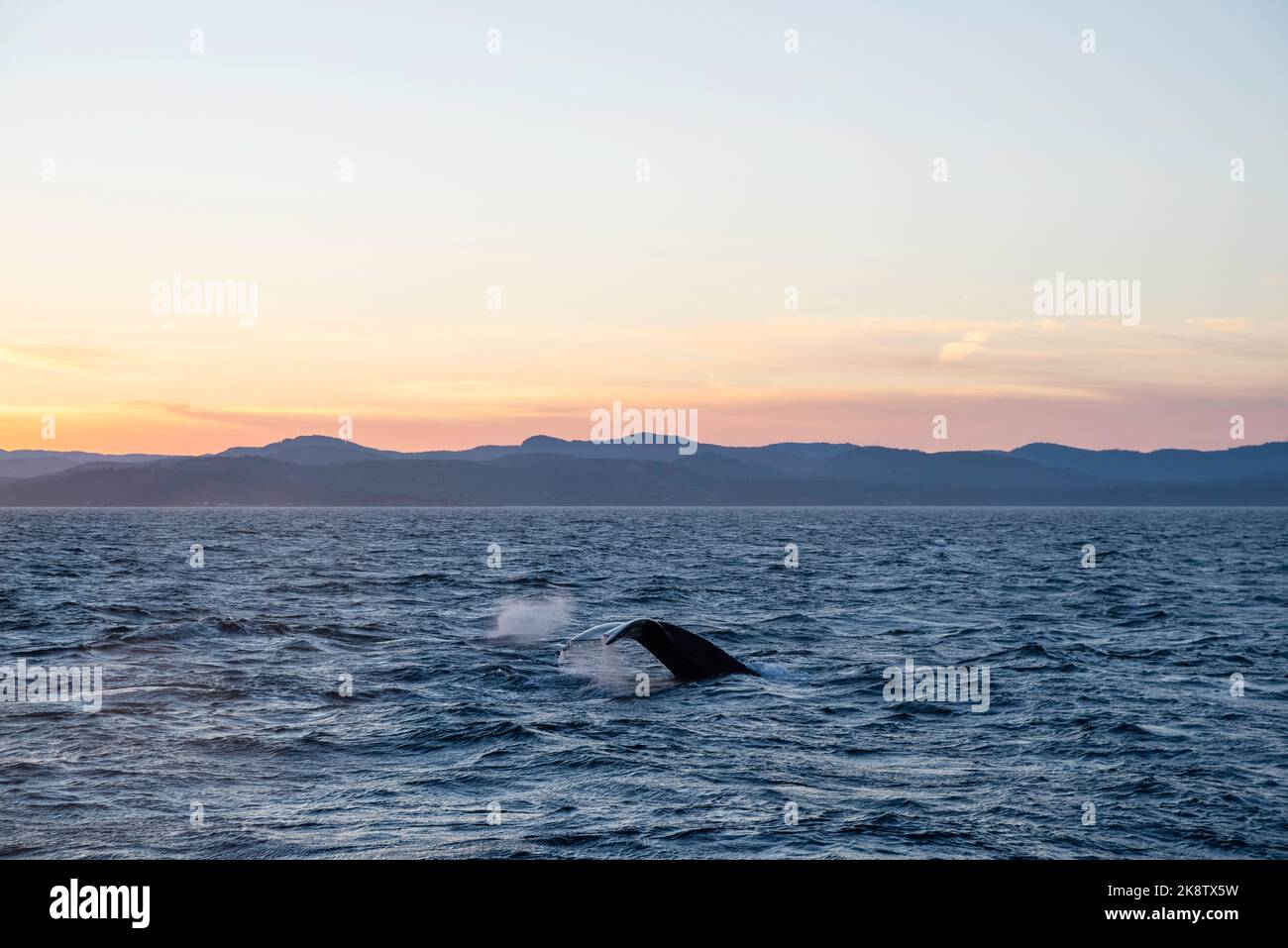 A whale's fluke is all that you see as it dives from the surface ...