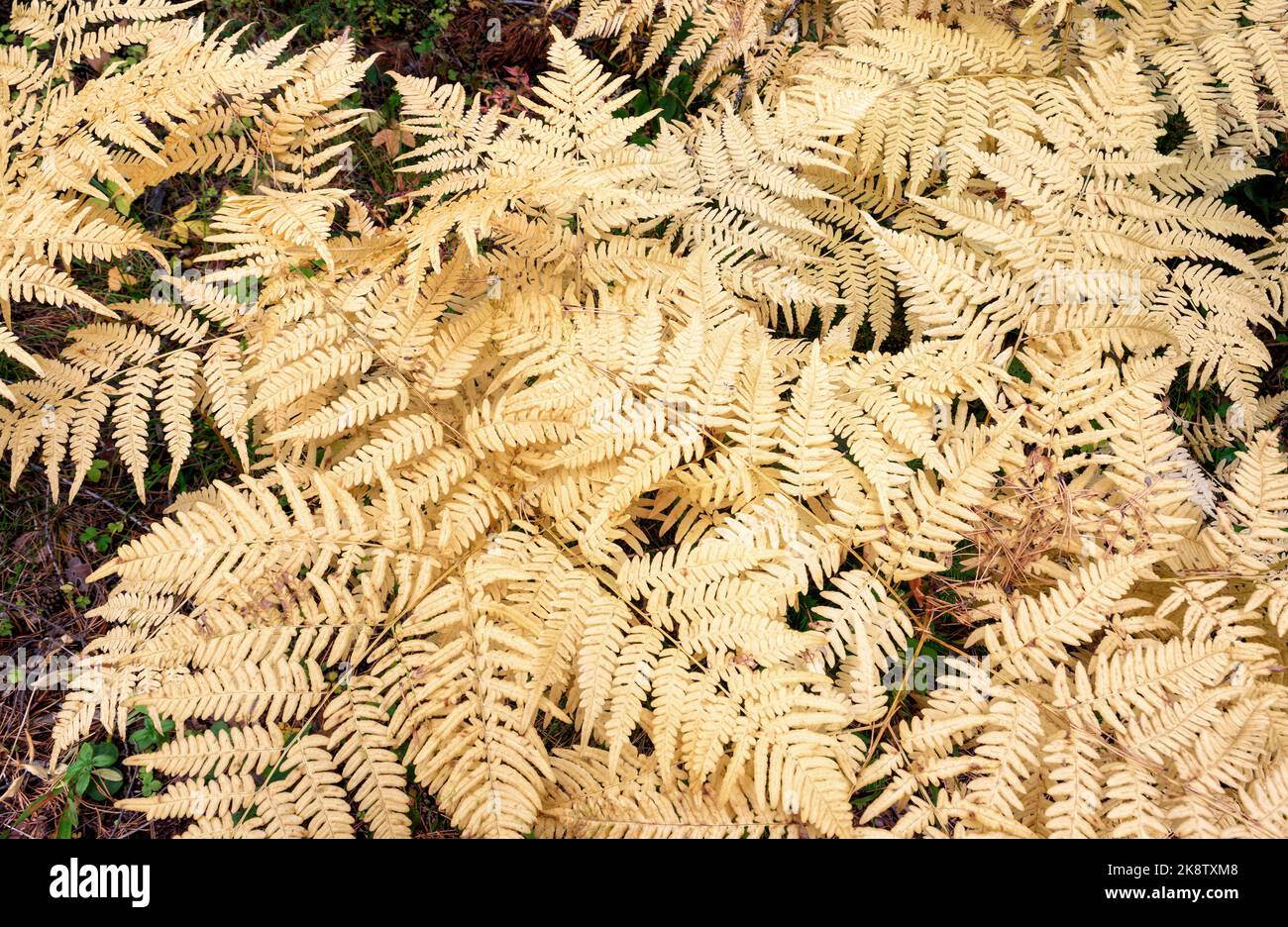 Dry yellow brown fern autumn leaves texture background. Fall leaf macro ...
