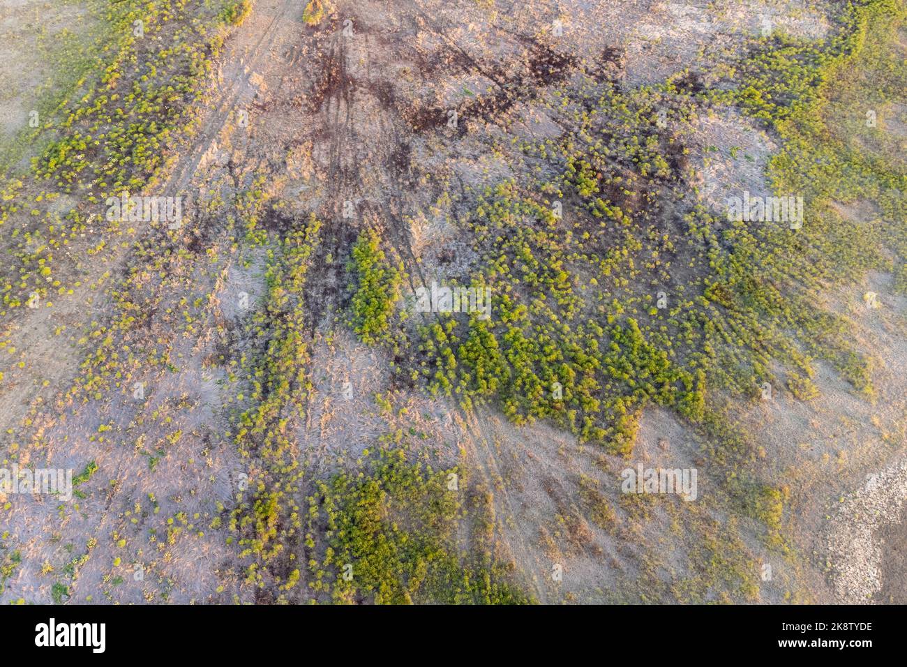 Top aerial panoramic view of green steppe or meadow in summer ...