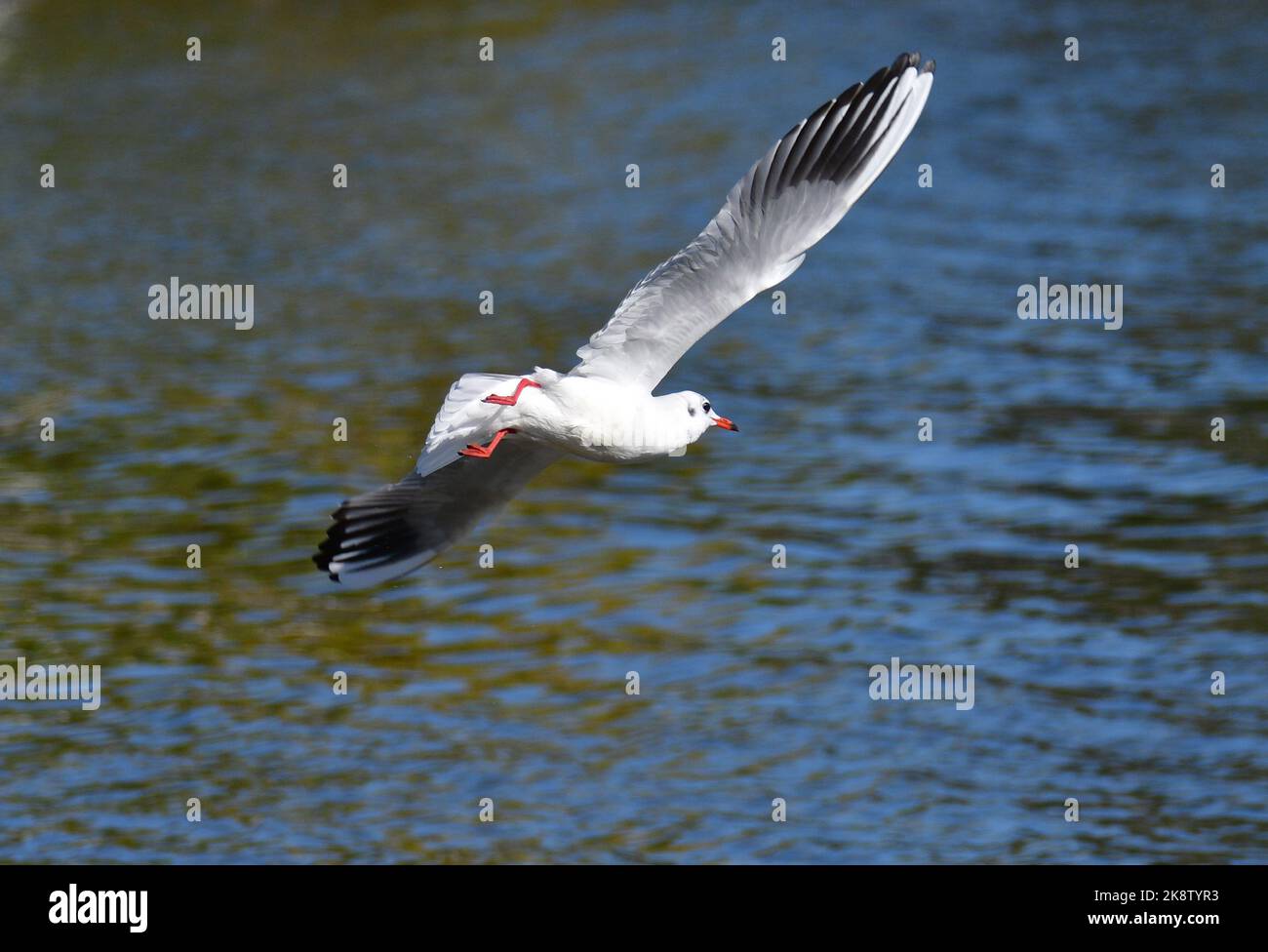Gulls or seagulls are seabirds of the family Laridae. Gulls are usually ...
