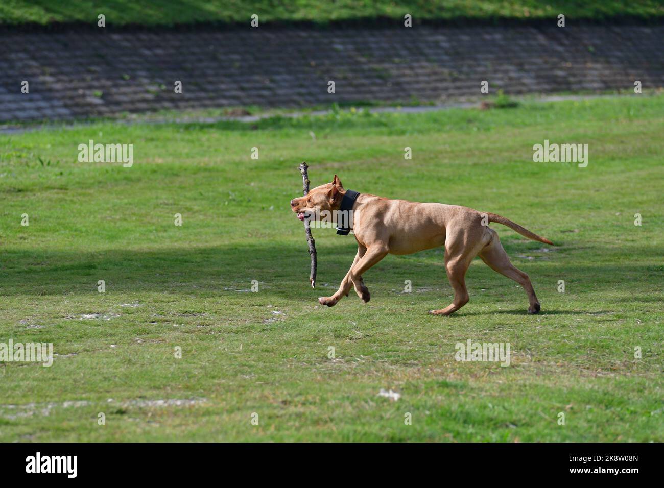 Pit bull dog obeys the master's orders, carries a piece of wood Stock ...