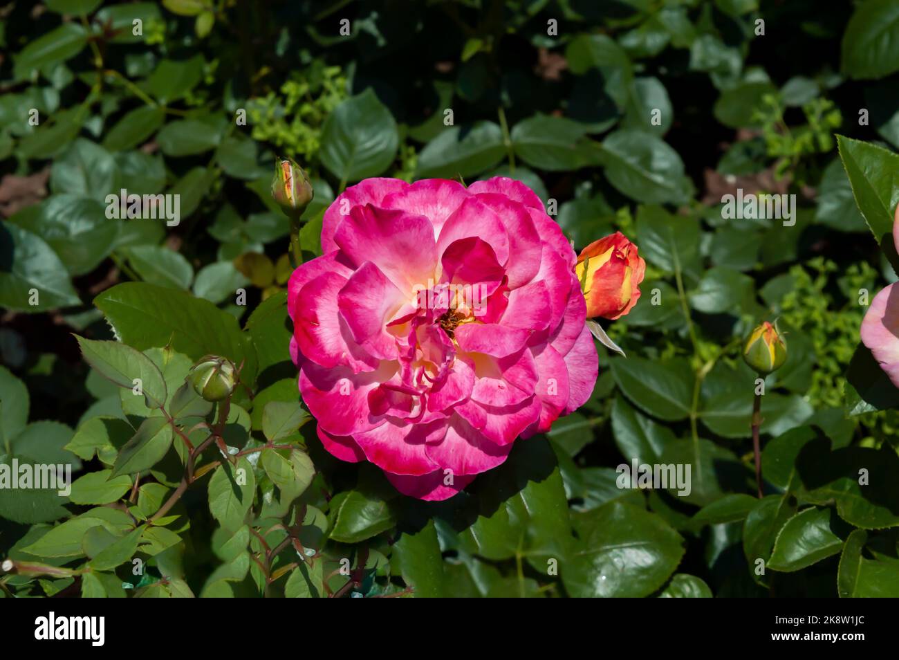 Fuschia pink colour hi-res stock photography and images - Alamy
