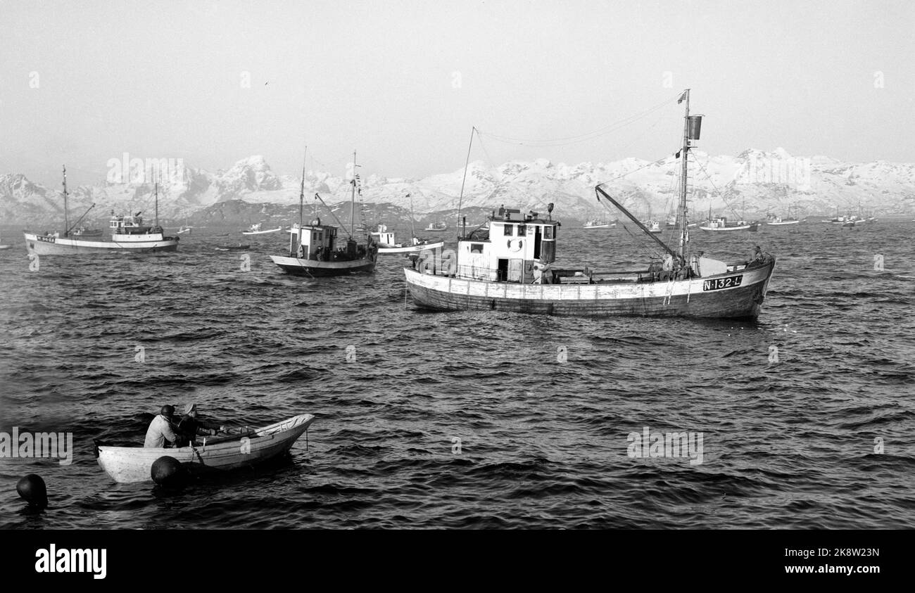 Lofoten March 1956. Lofot fishing for scream / cod in progress. Here ...