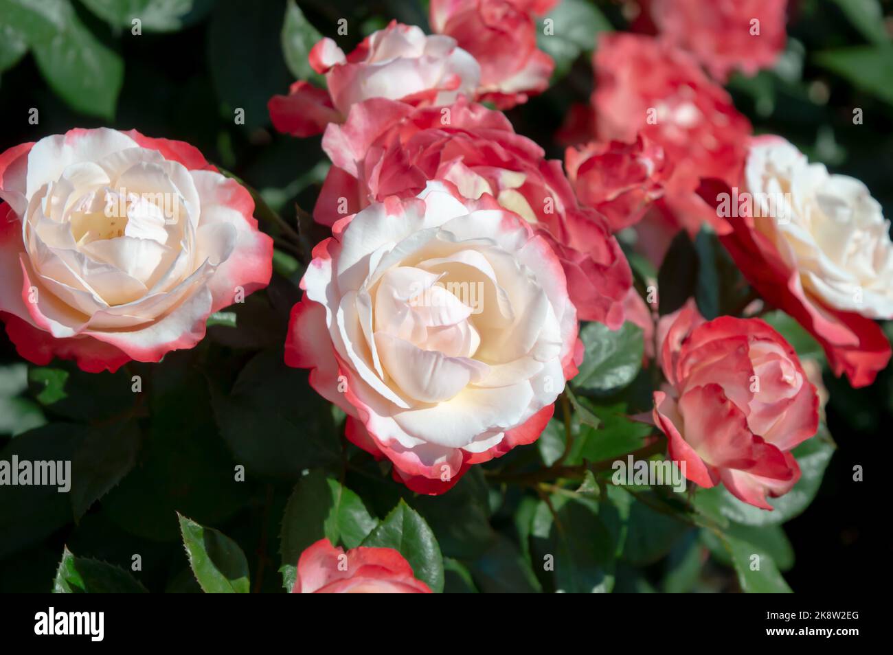 Rosa nostalgie hi-res stock photography and images - Alamy