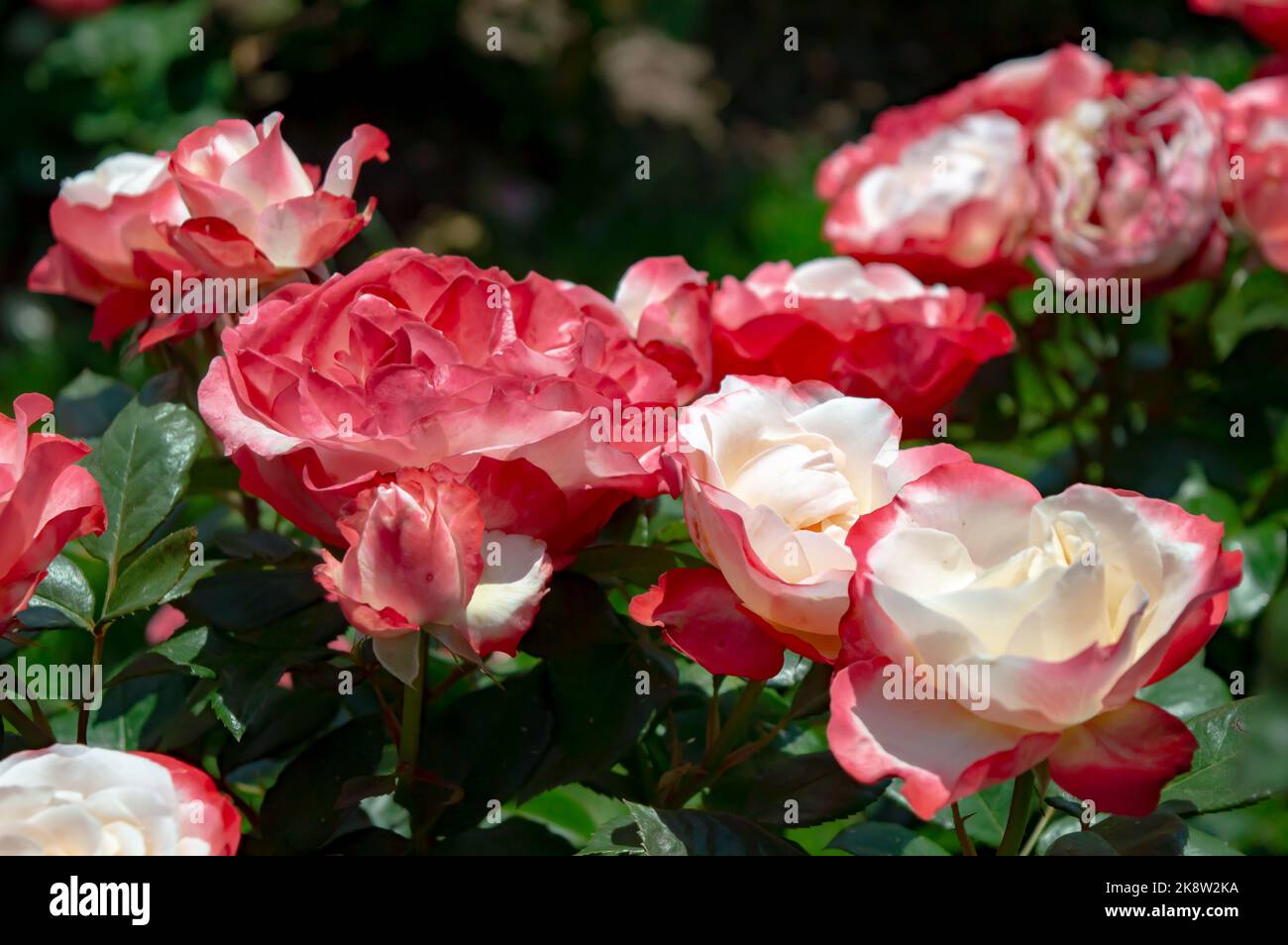 Closeup view sunny pink roses hi-res stock photography and images - Alamy