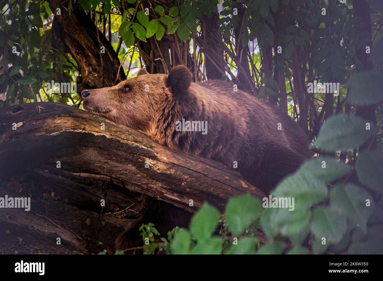 Portrait of a Bear in the Bear Pit or Bärengraben, a tourist attraction ...