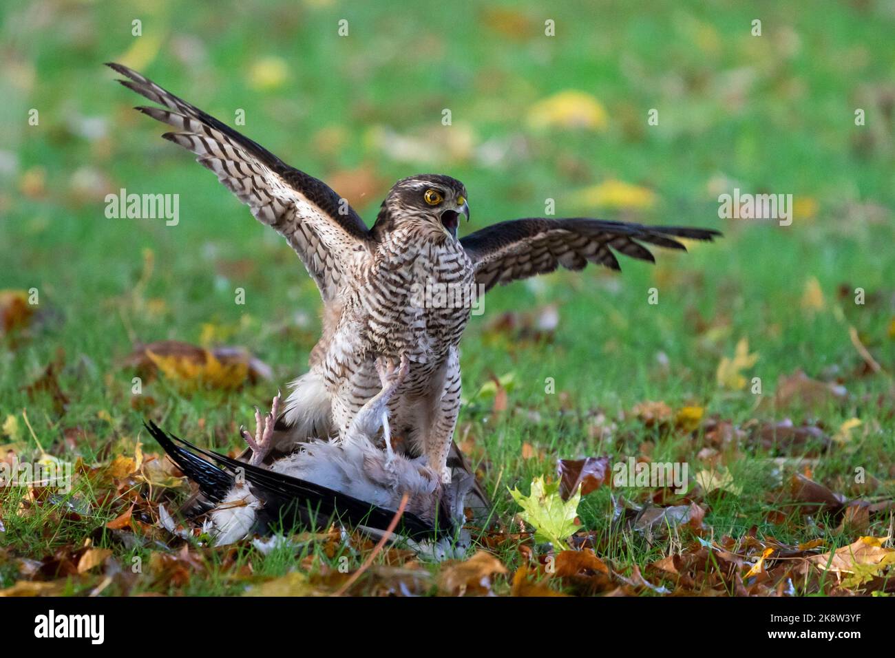 Sparrowhawk with a wood pigeon as its prey. Shawbury, Shropshire, UK ...