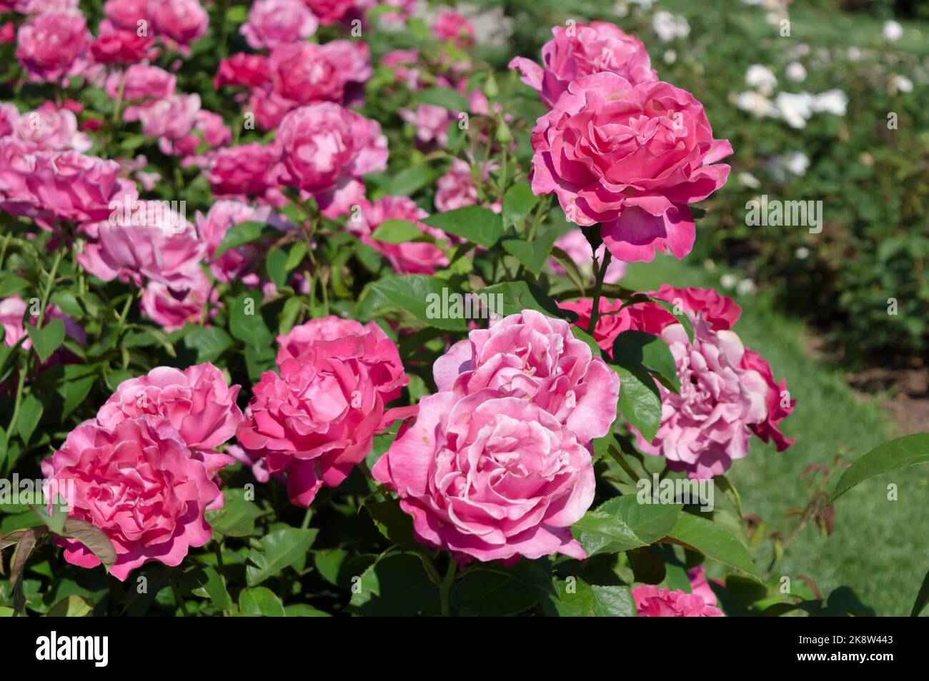 Valencia rose hi-res stock photography and images - Alamy