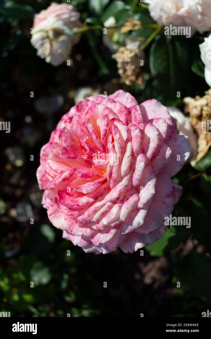 Rose Braveheart Pink orange white roses in the park garden Stock Photo ...
