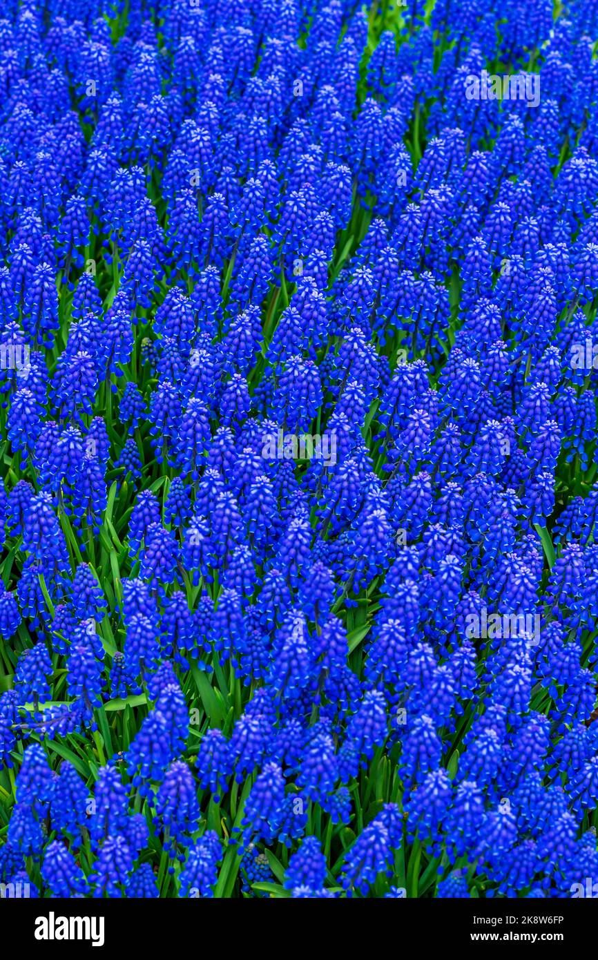 Muscari blue magic hi-res stock photography and images - Alamy