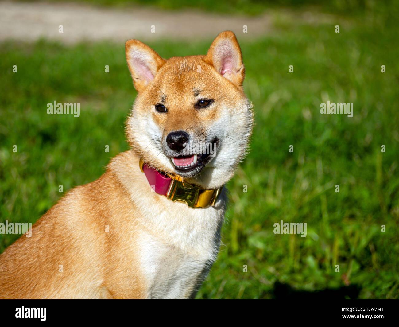 Shiba Inu plays on the dog playground in the park. Cute dog of shiba ...