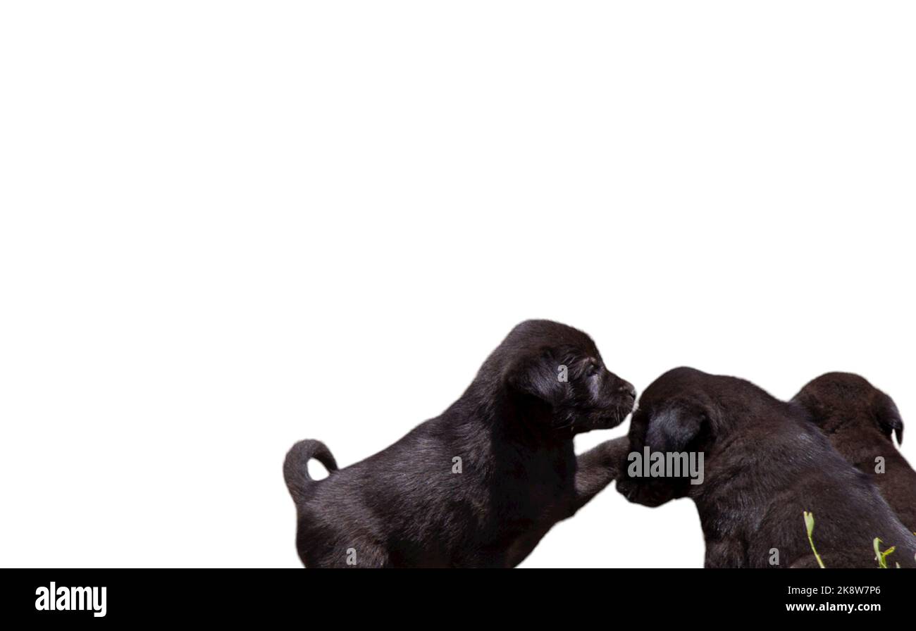 Dog animal over isolated white background Stock Photo - Alamy