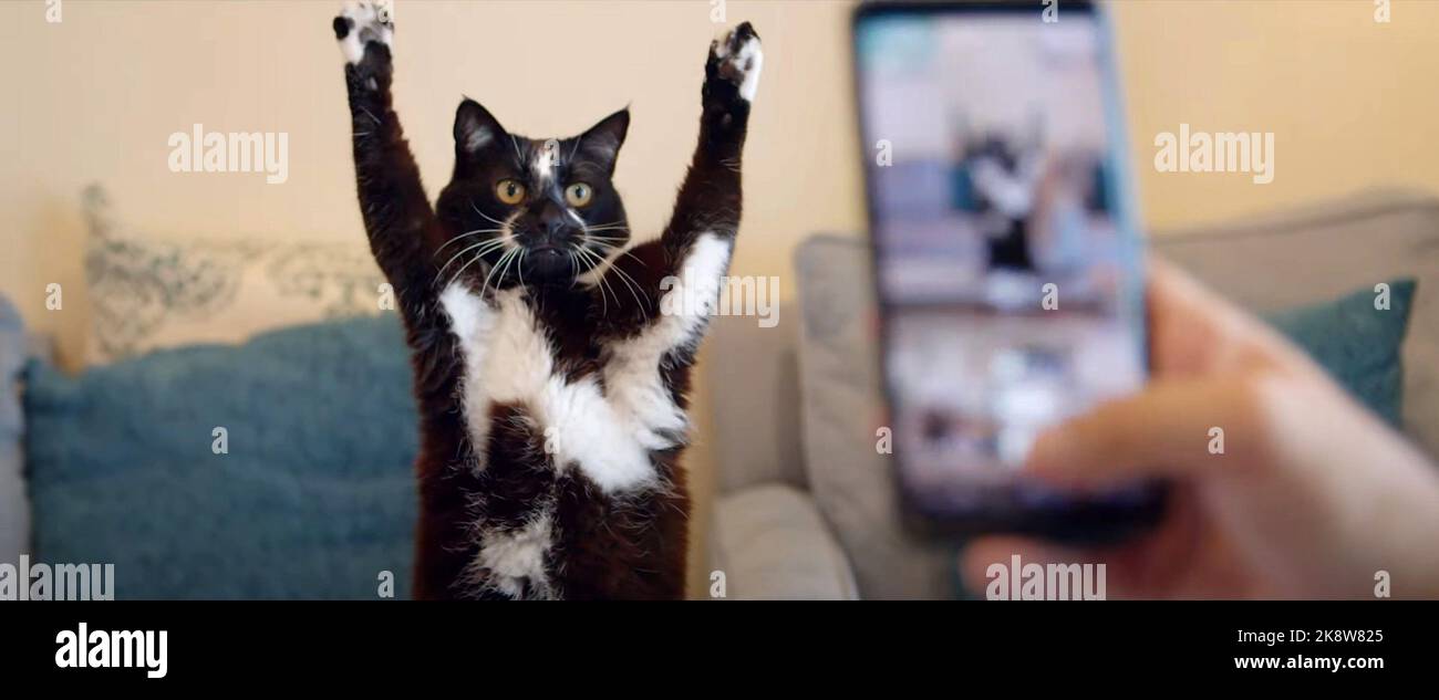 CAT DADDIES, 2021. © Gray Hat Productions /Courtesy Everett Collection ...