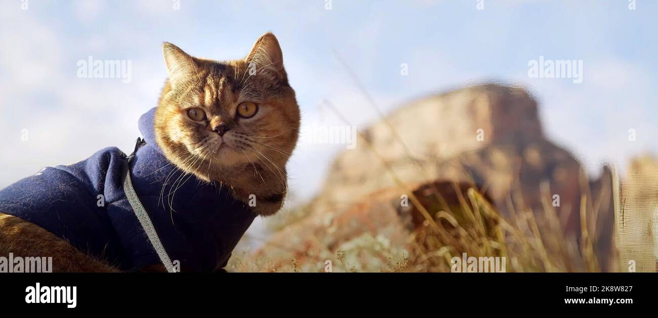 CAT DADDIES, 2021. © Gray Hat Productions /Courtesy Everett Collection ...