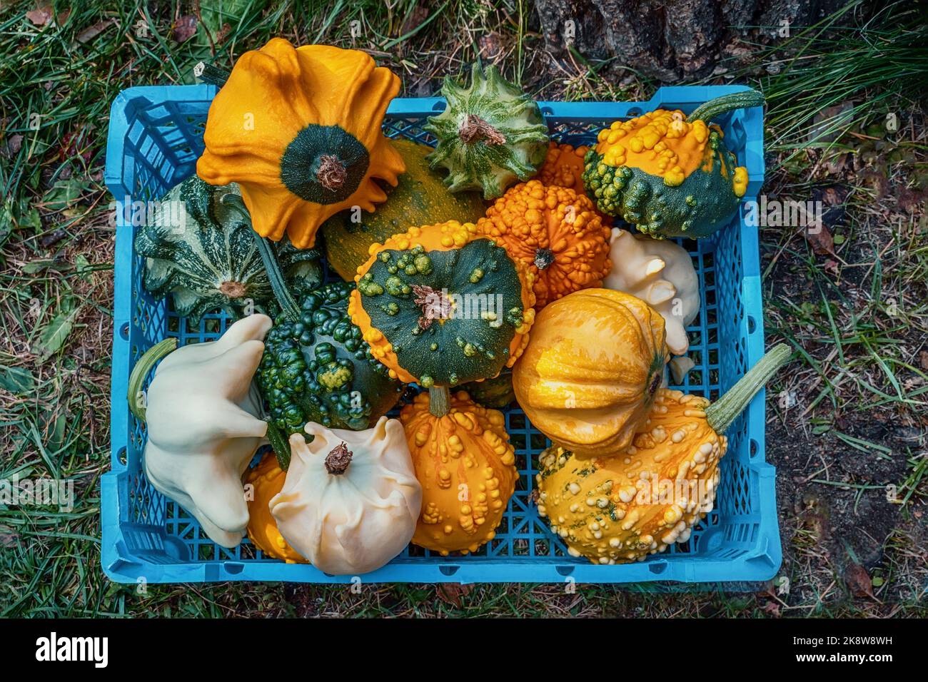 decorative pumpkins of different varieties are collected in a box ...