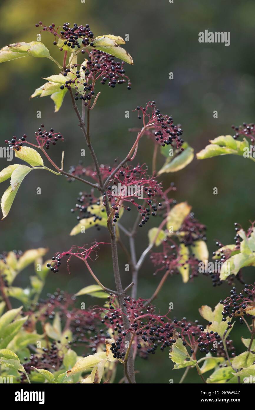 The Black Fruits Hanging From Crimson Stems on an Elder (Sambucus Nigra ...