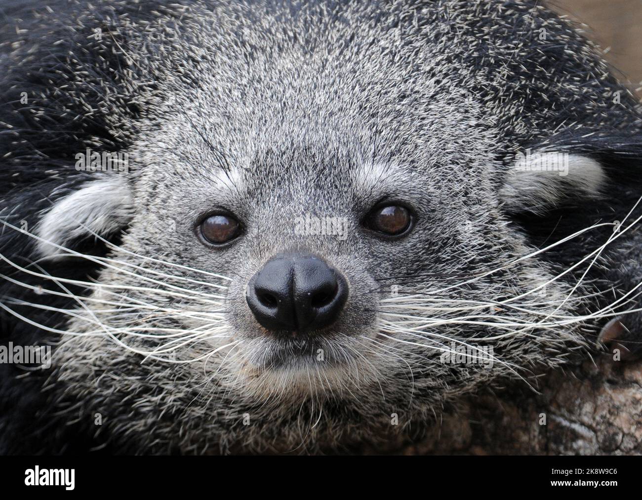 A Binturong, arctictis binturong, a native of Souyth Asia at Longleat ...