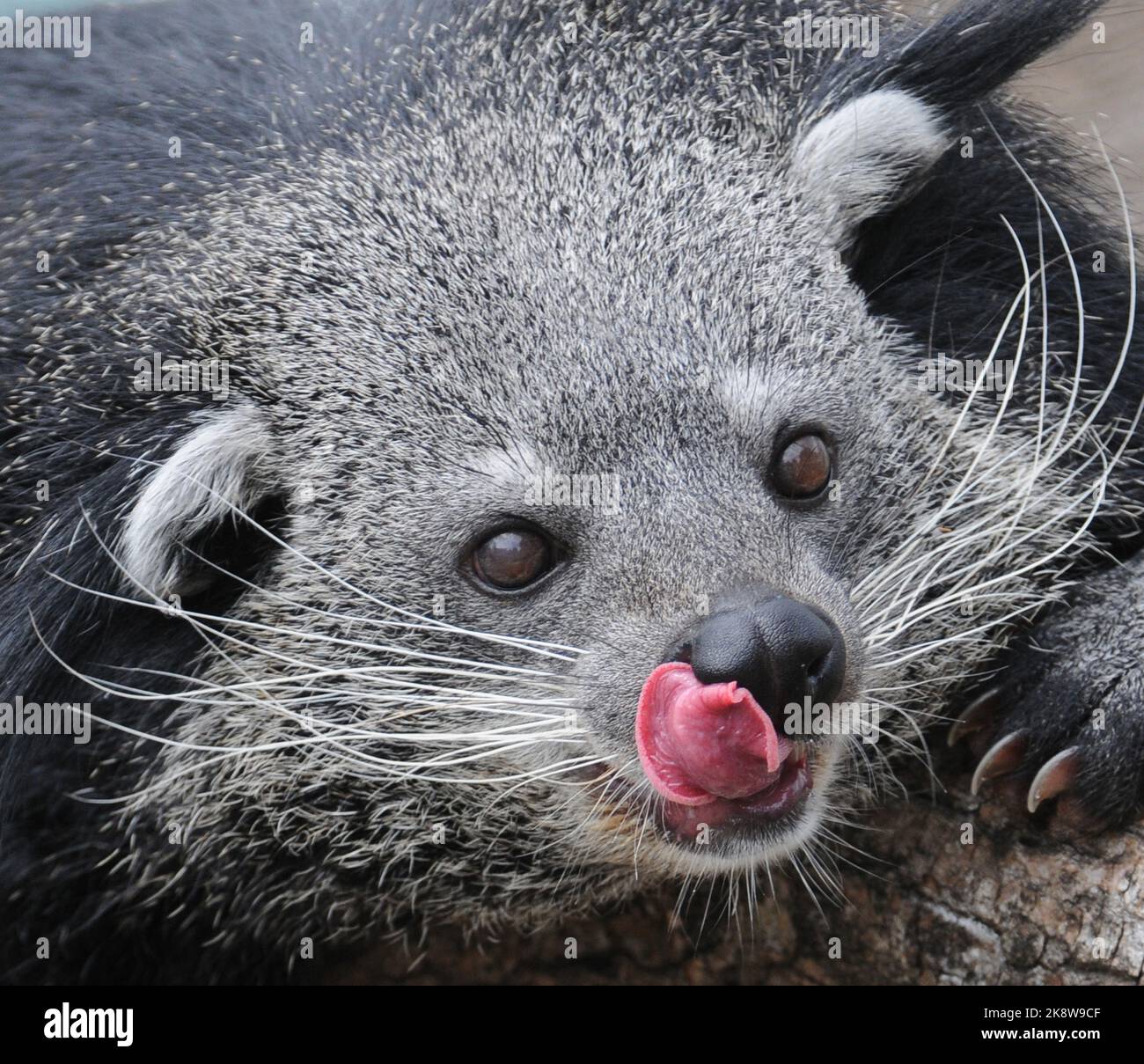 Binturong arctictis binturong hi-res stock photography and images - Alamy