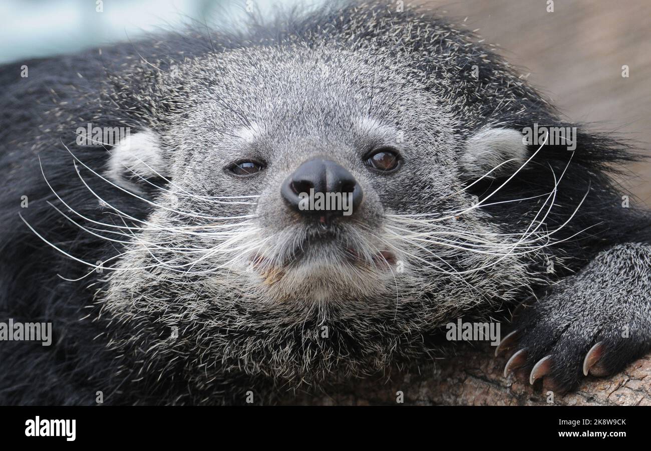 A Binturong, arctictis binturong, a native of Souyth Asia at Longleat ...