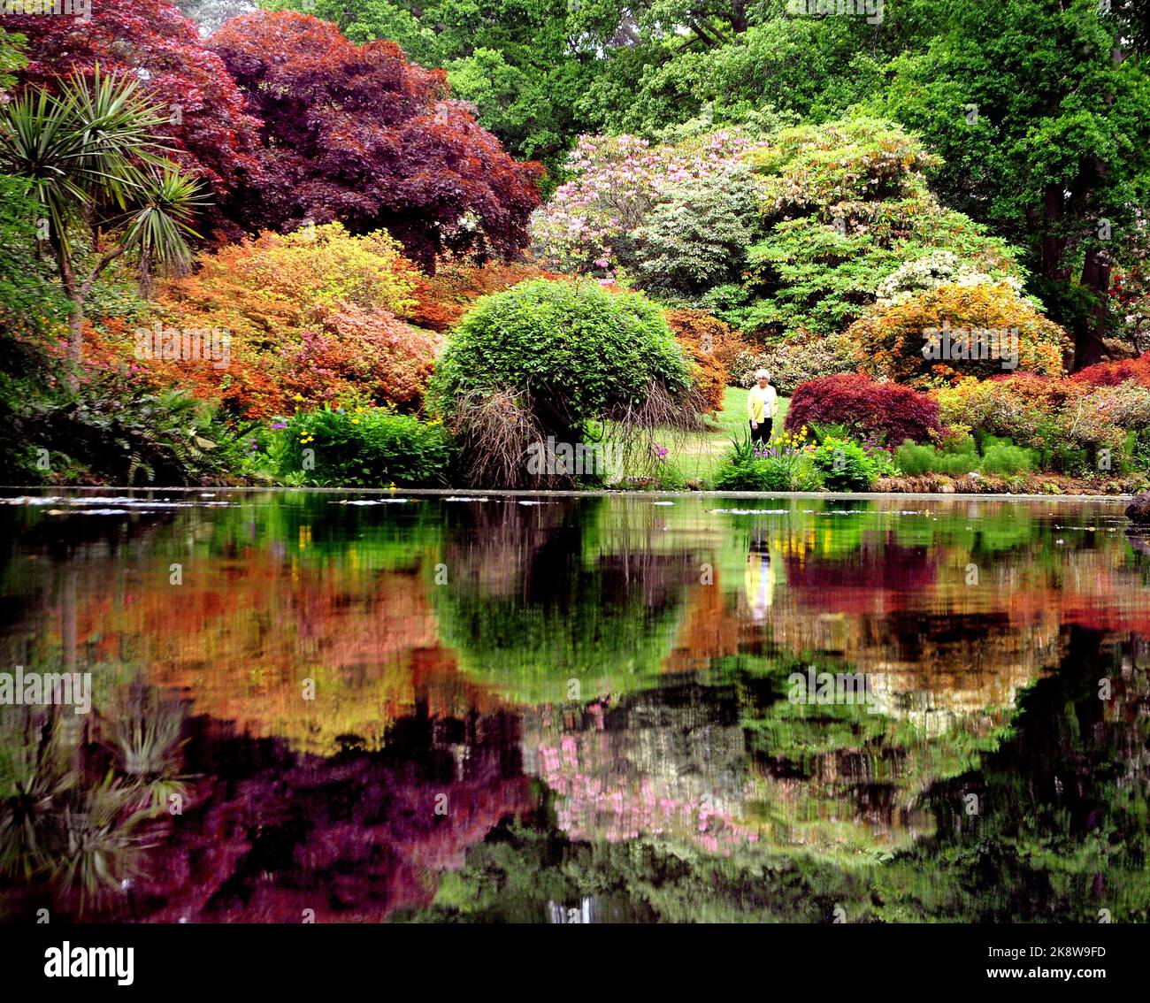 REFLECTIONS OF AZALEAS AND RHODODENDRONS EXBURY GARDENS IN THE NEW ...
