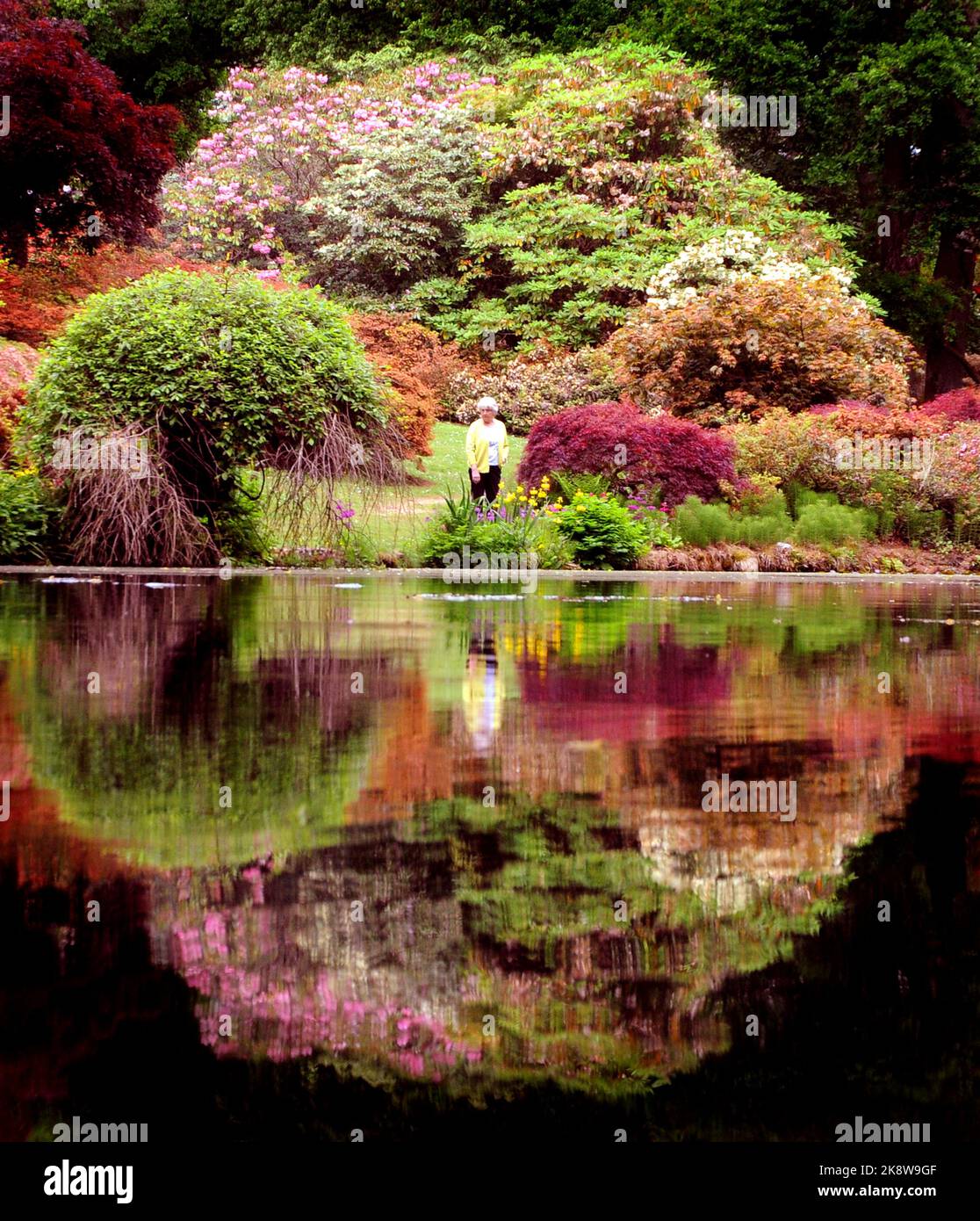 REFLECTIONS OF AZALEAS AND RHODODENDRONS EXBURY GARDENS IN THE NEW ...