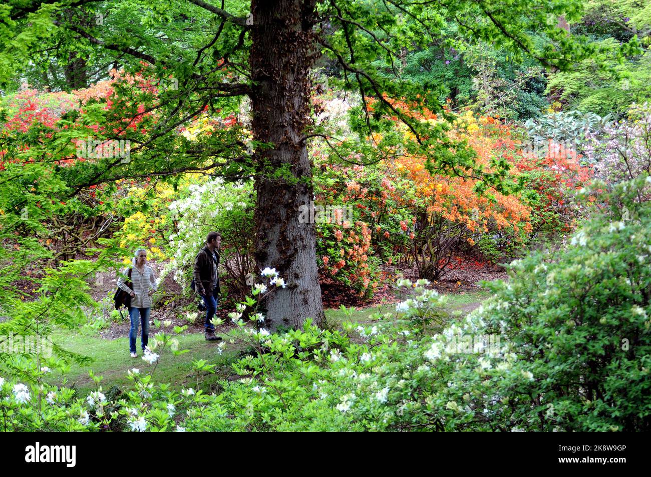 AZALEAS AND RHODODENDRONS EXBURY GARDENS IN THE NEW FOREST HAMPSHIRE ...