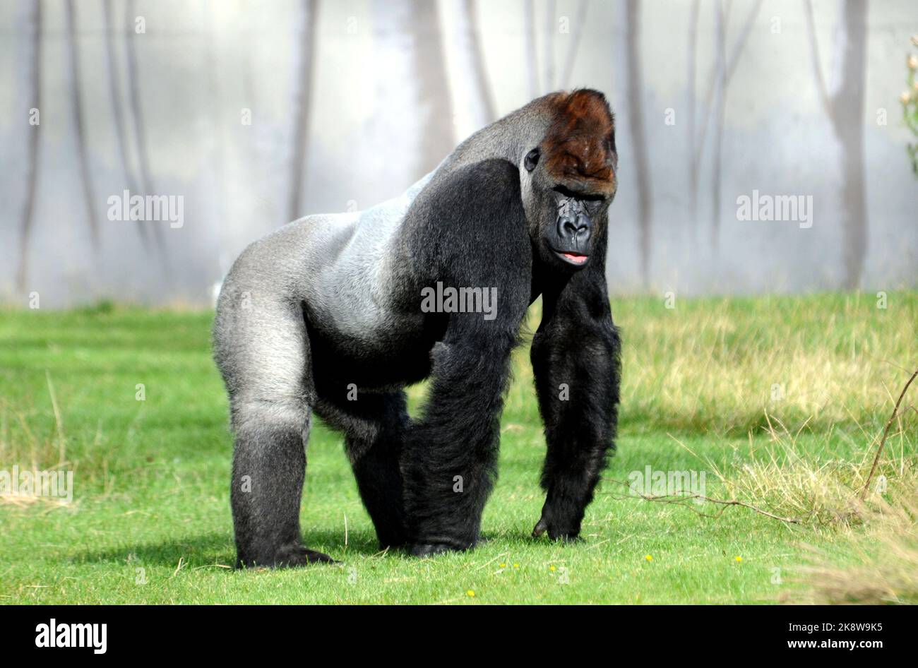 A SILVER BACK GORILLA AT LONGLEAT HOUSE, SAFARI PARK, NEAR WARMINSTER ...