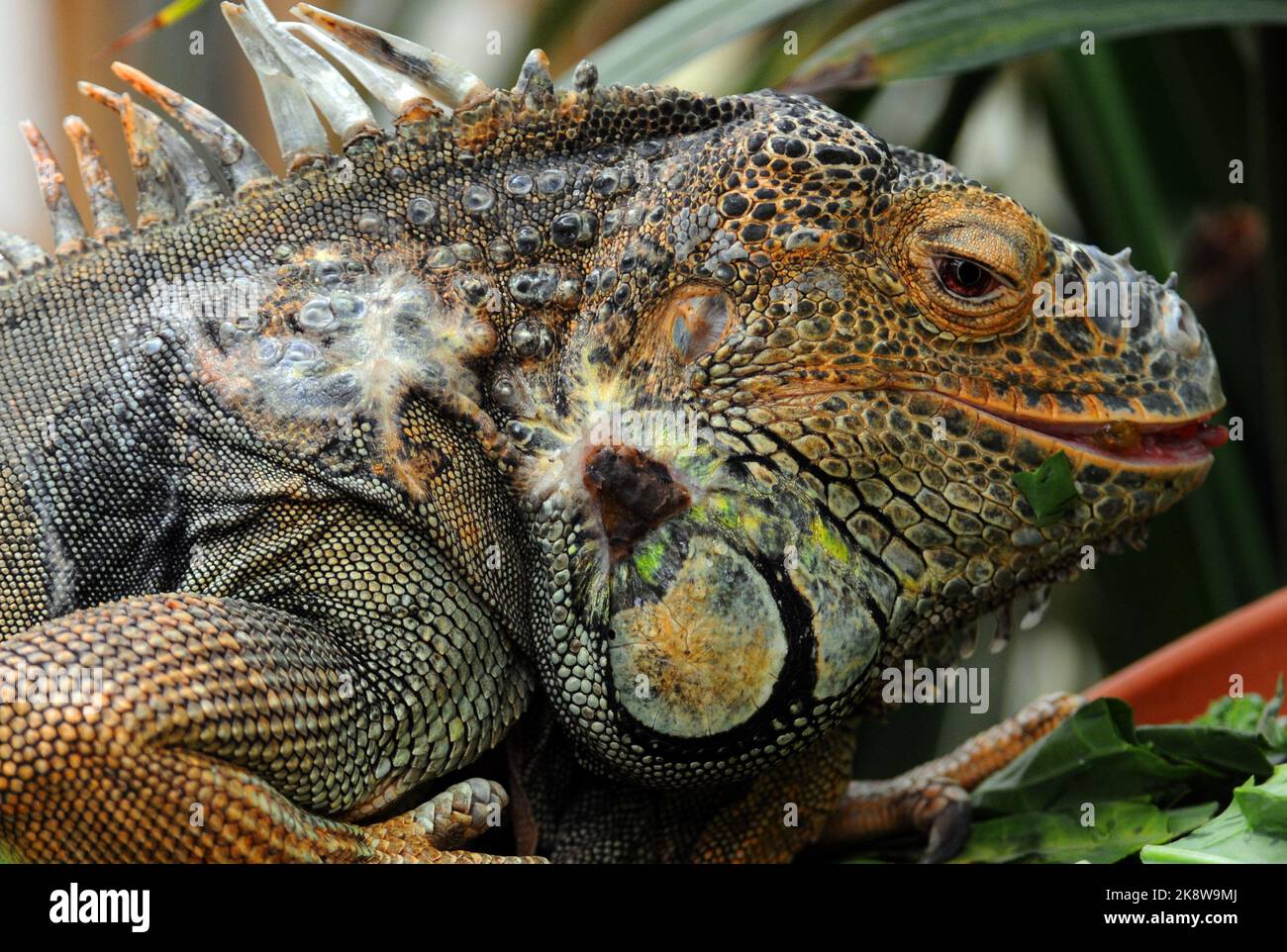 A GREEN IGUANA AT LONGLEAT HOUSE, SAFARI PARK, NEAR WARMINSTER ...