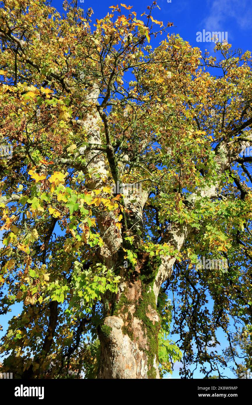 Sycamore branches in autumn hi-res stock photography and images - Alamy