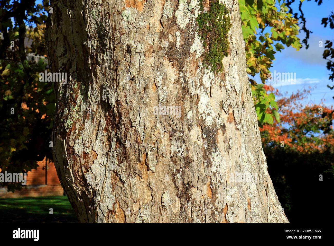 A close up view of the bark from the Acer Pseudoplatanus Sycamore tree ...