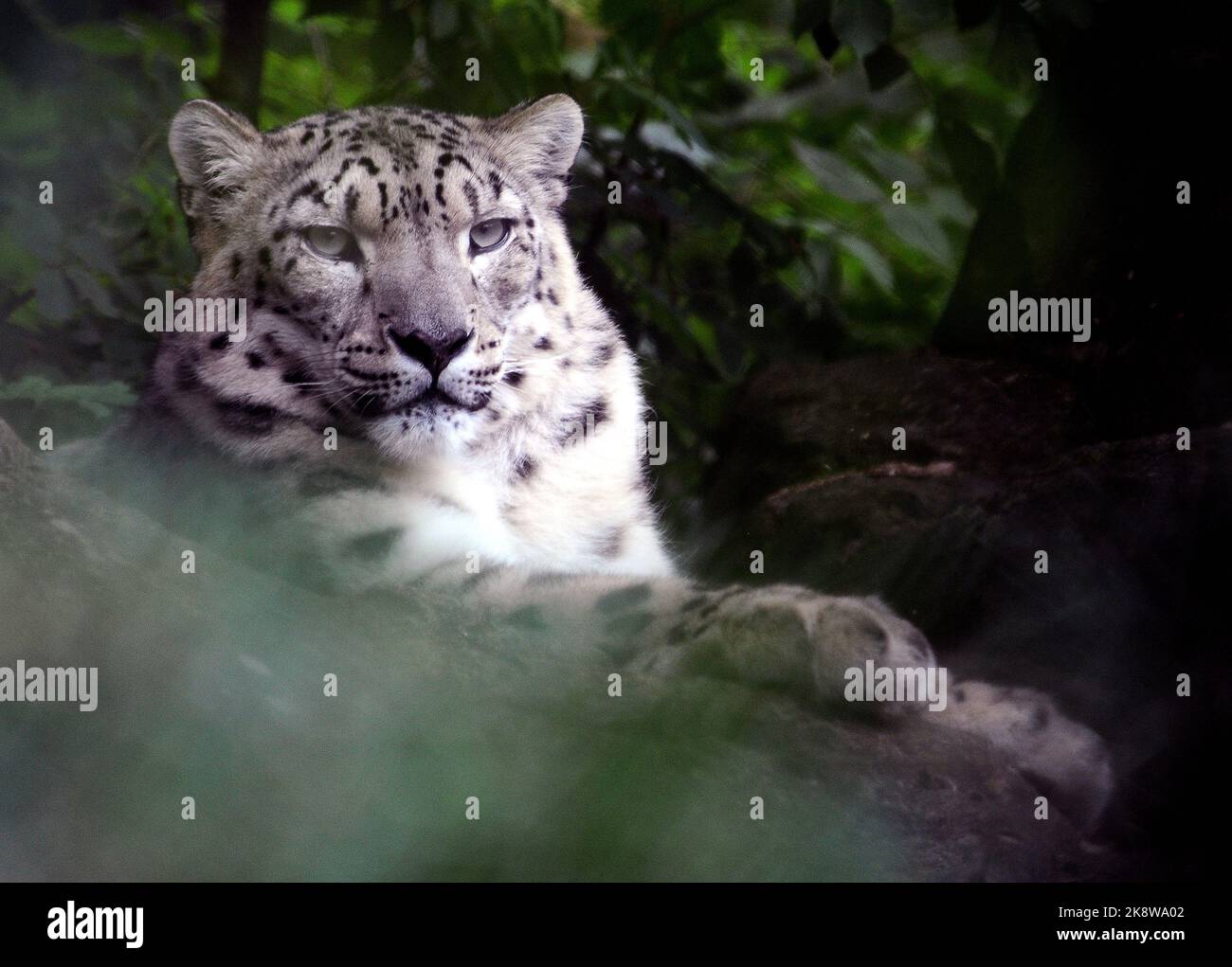 SNOW LEOPARD, OUNCE, MARWELL ZOO, NEAR WINCHETER, HANTS. PIC MIKE ...