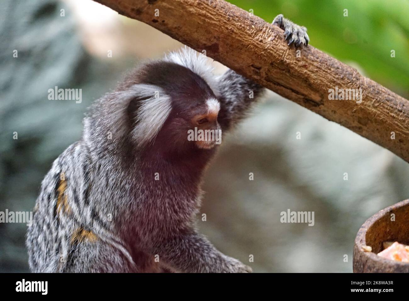Mammal Collection at Batu Secret Zoo, Malang, East Java, Indonesia ...