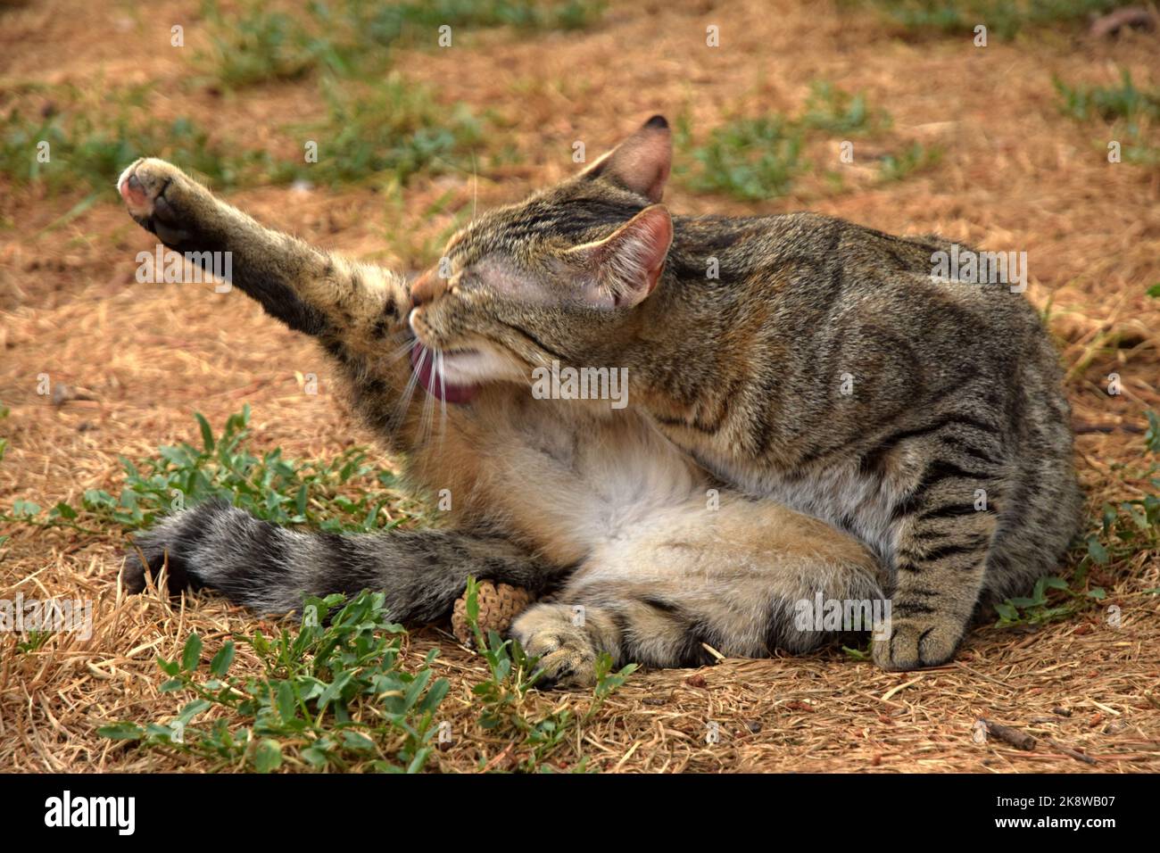 From the life of the cat. Cat nature Stock Photo - Alamy