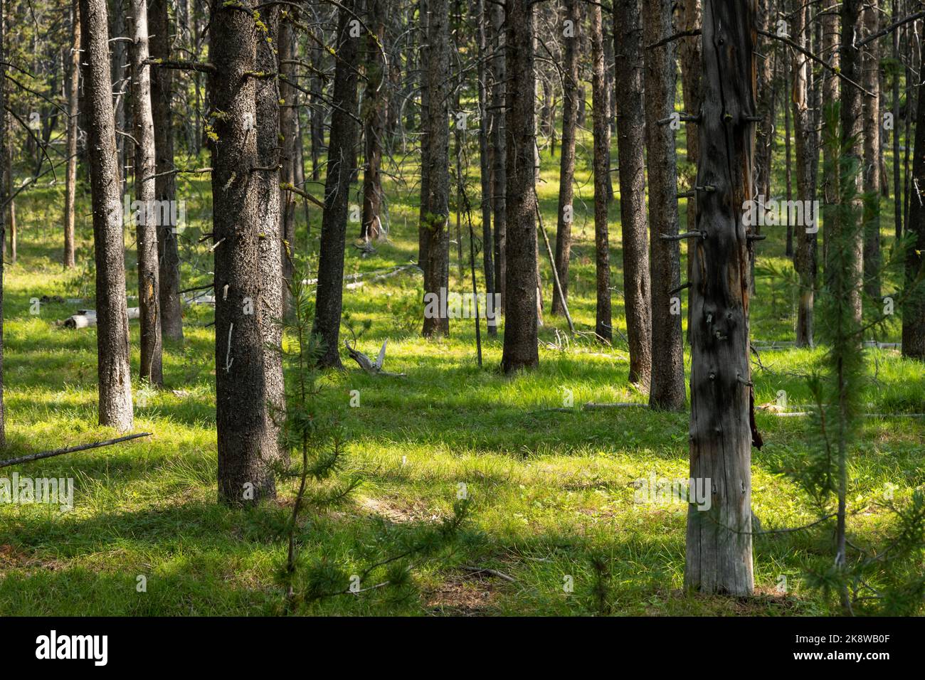 Thick forest yellowstone hi-res stock photography and images - Alamy