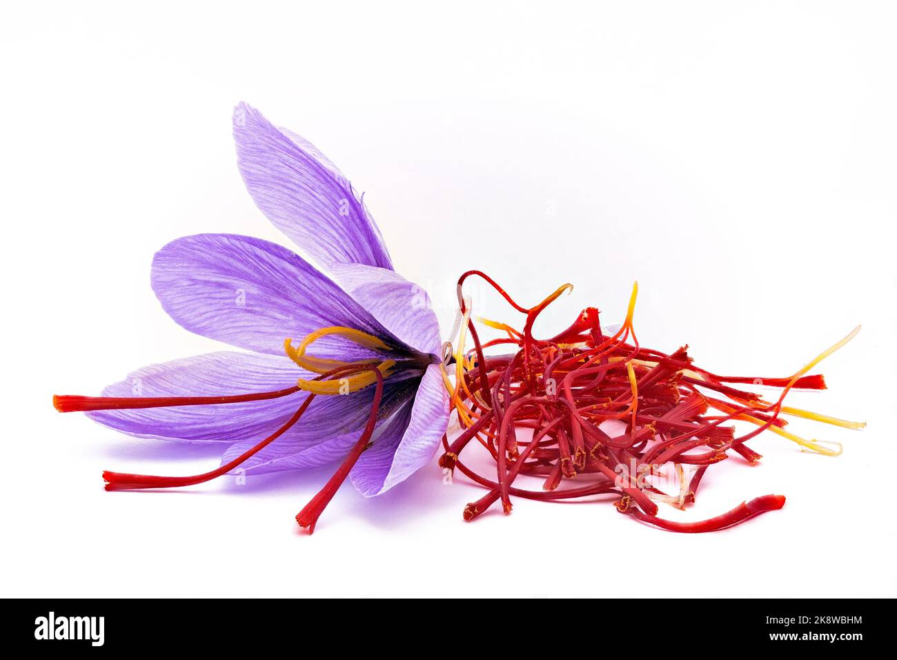 Saffron (Crocus sativus) flowers and spice dried on white background ...