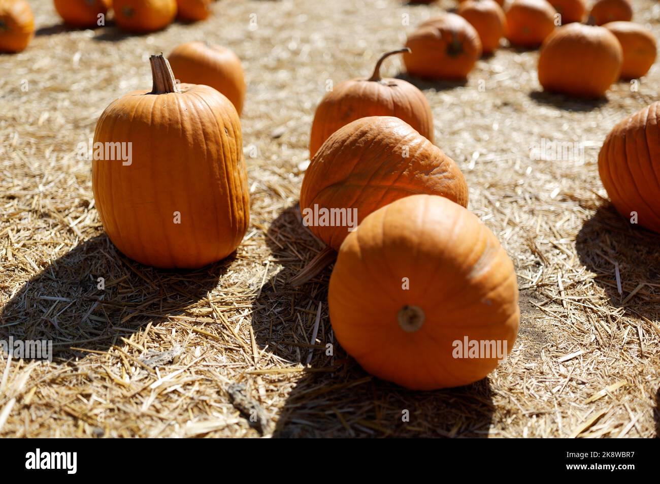 Farm Fall Festival pumpkins Stock Photo - Alamy