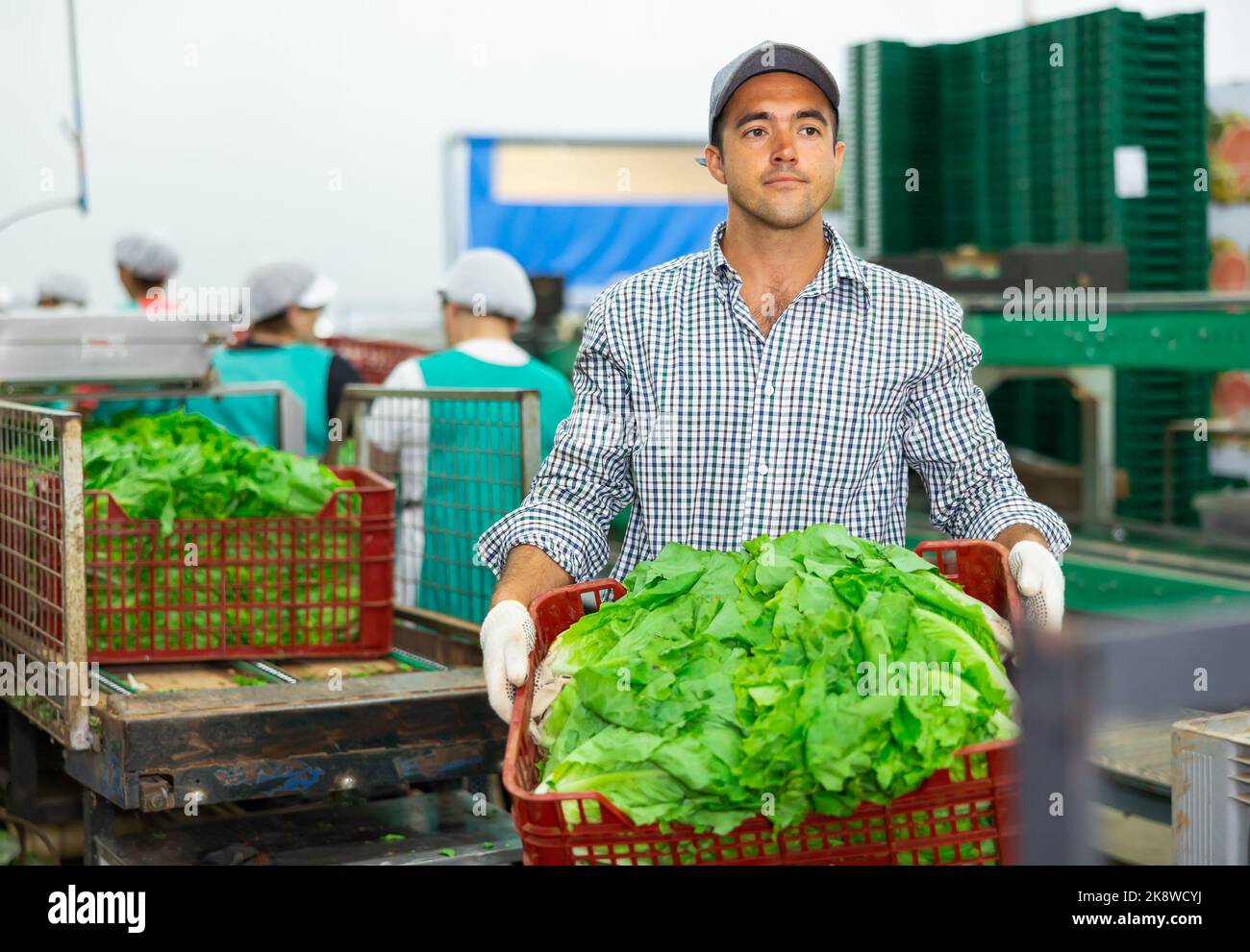 Portrait of man working on sorting line at vegetable warehouse ...