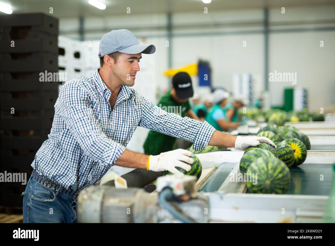 Positive worker sorting watermelons on grading line in fruit factory ...