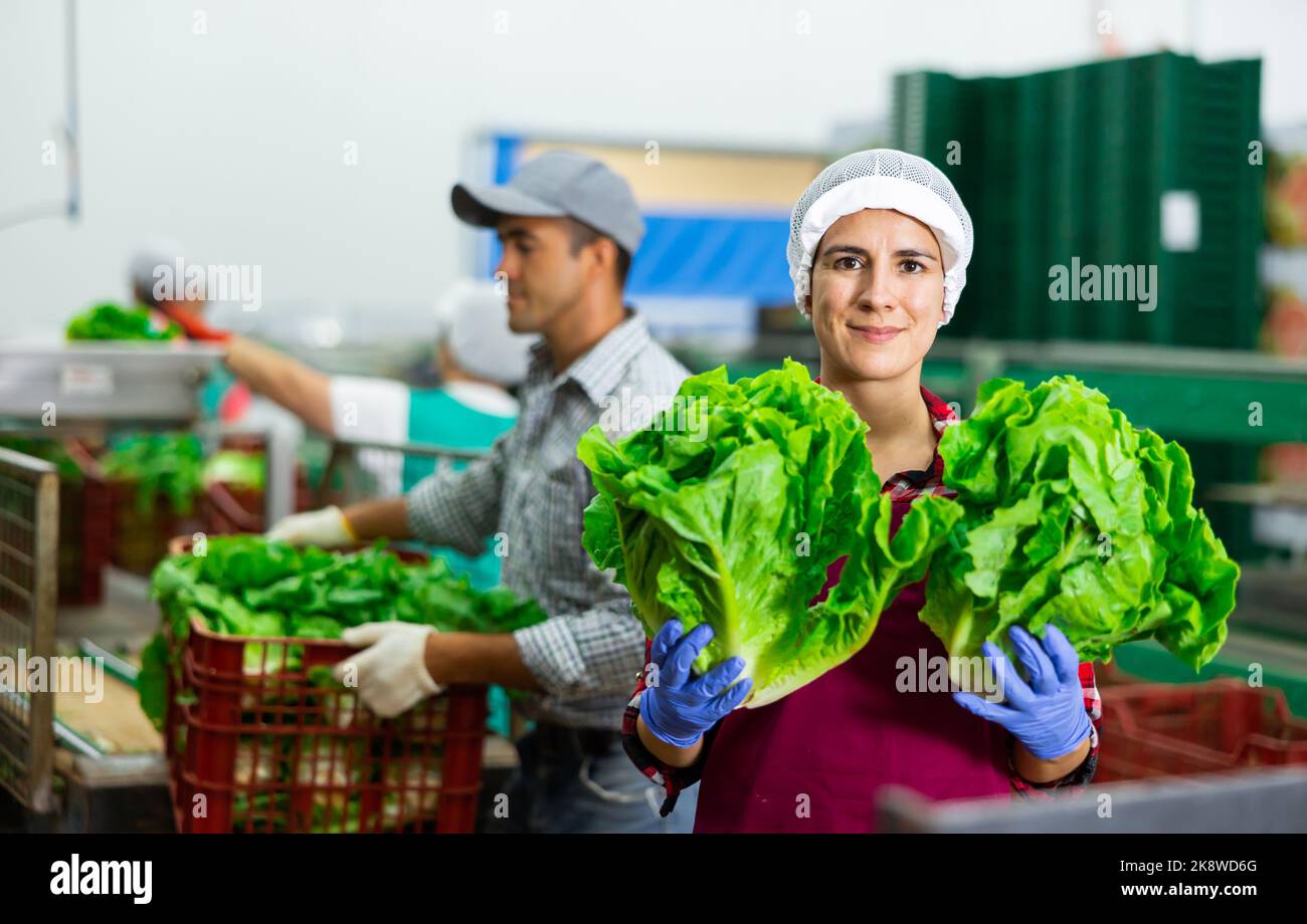 Positive Hispanic workwoman working on lettuce sorting line in ...