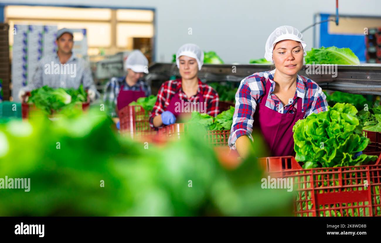 Female worker of vegetable sorting factory arranging lettuce in boxes ...