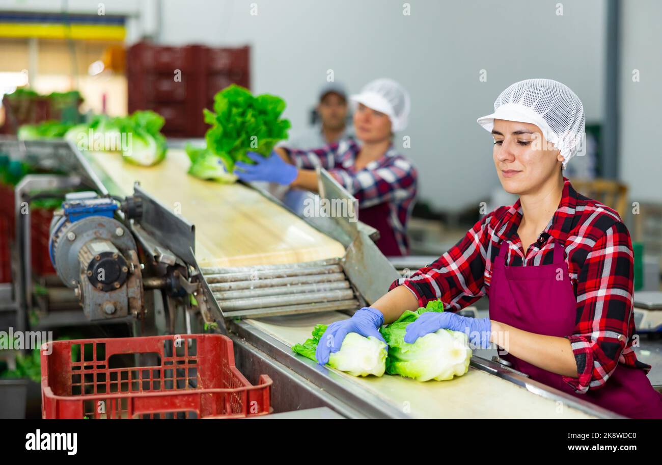 Female workers sorting lettuce on vegetable factory conveyor Stock ...