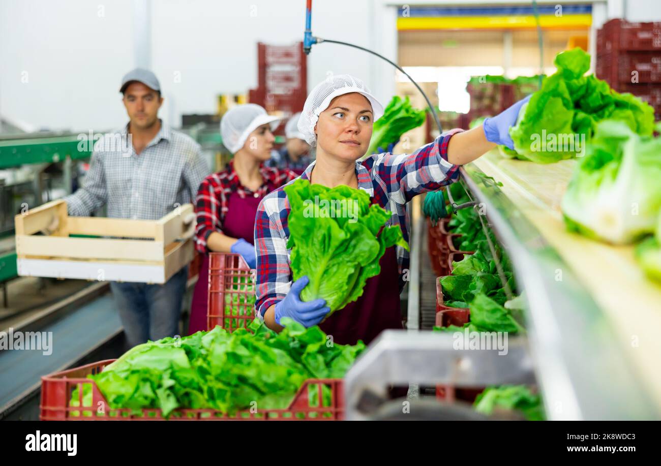 Woman in apron sorting fresh green lettuce in factory Stock Photo - Alamy