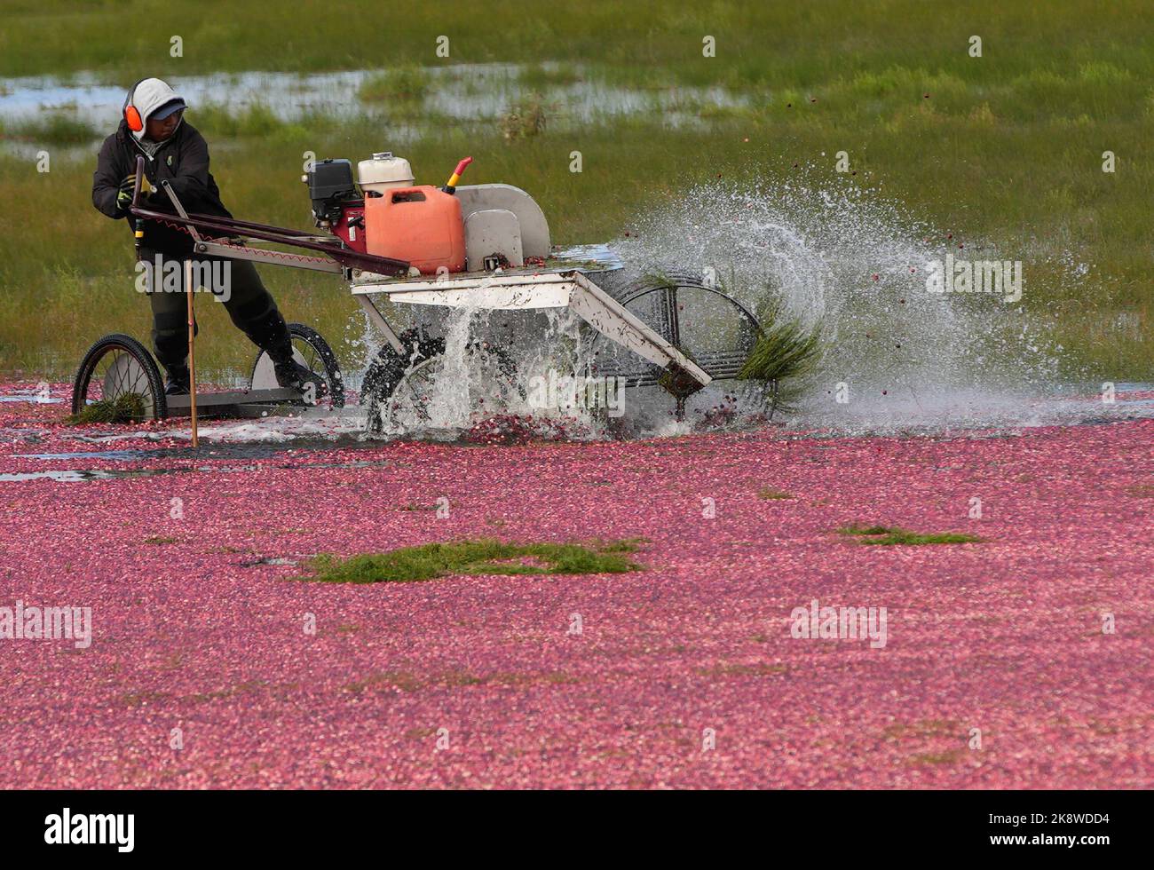Richmond, Canada. 24th Oct, 2022. A worker harvests cranberries with a ...