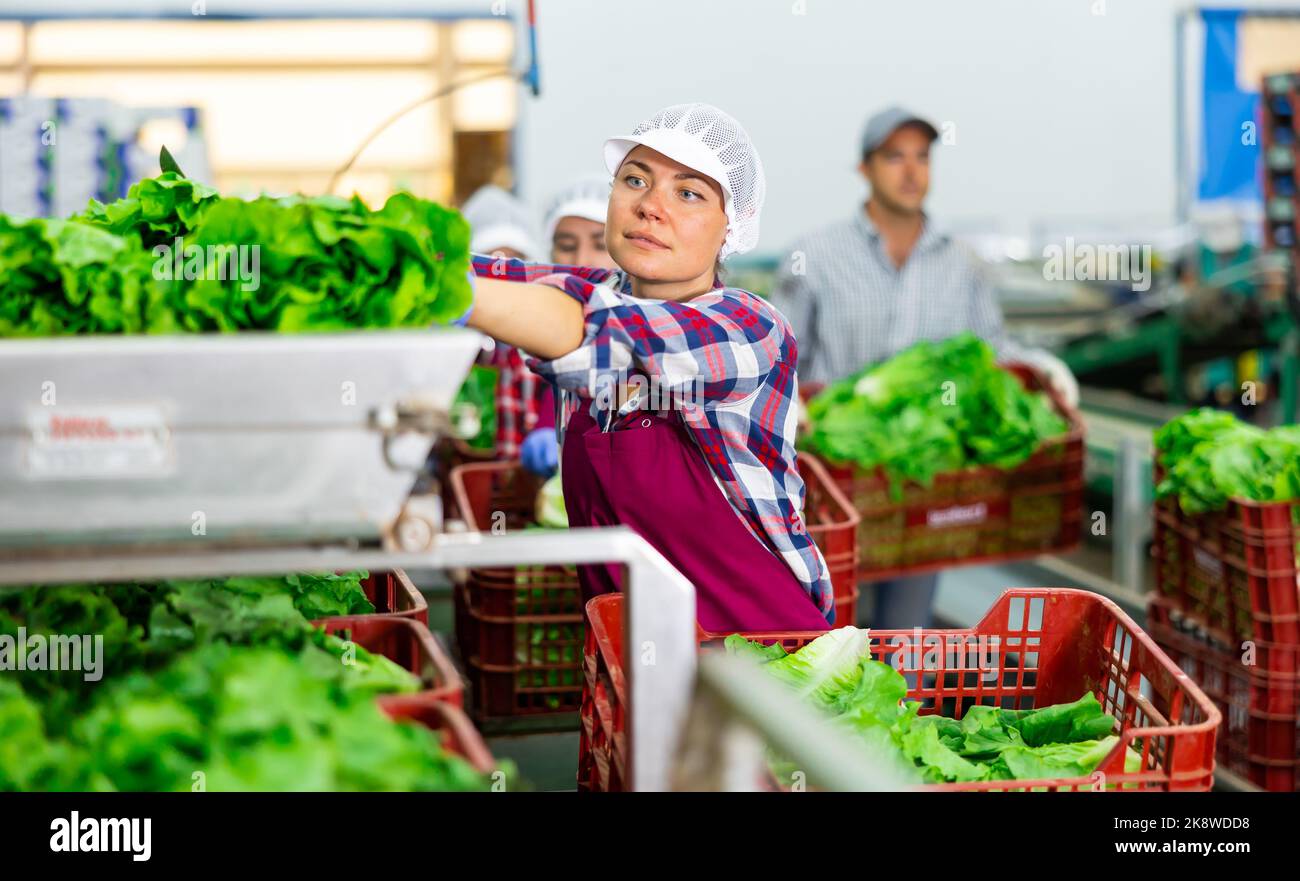 Manual sorter hi-res stock photography and images - Alamy