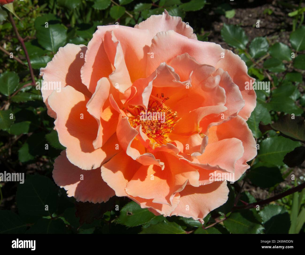 Just Joey hybrid tea rose, Melbourne, Australia, spring 2022 Stock ...