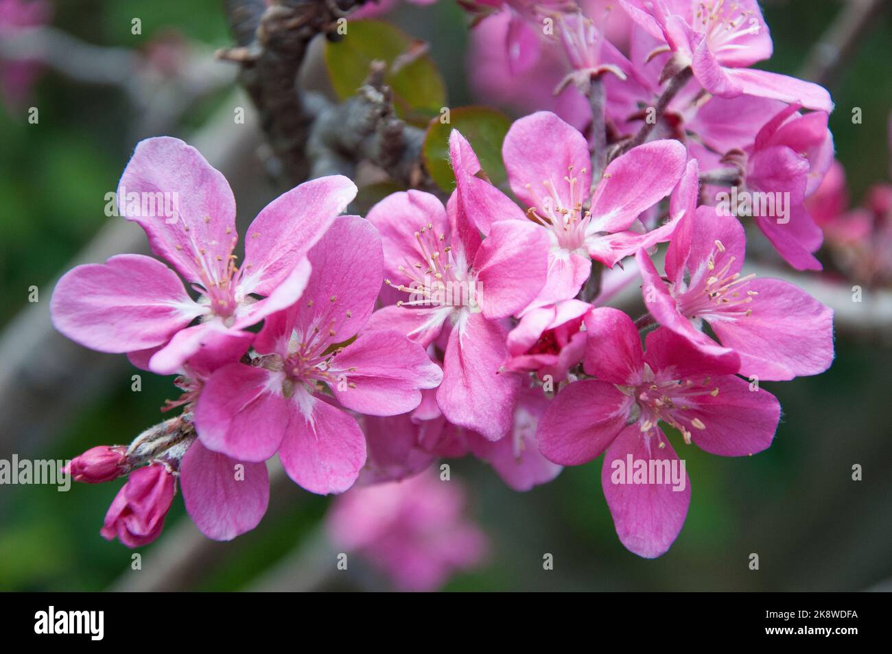 Apple blossom, spring 2022, Melbourne, Australia Stock Photo - Alamy