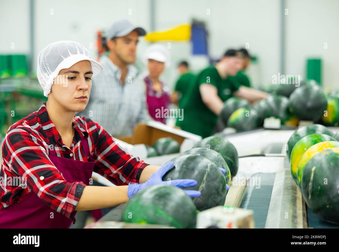 Latin american woman sorter working on watermelons sorting line on ...