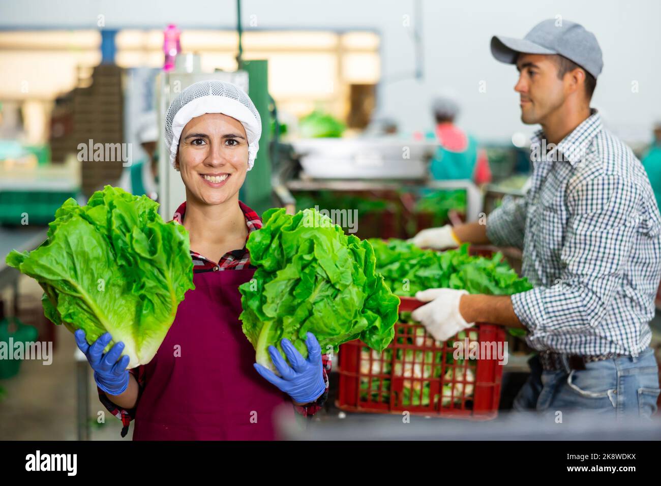 Smiling latin american female worker sorting lettuce of vegetable ...