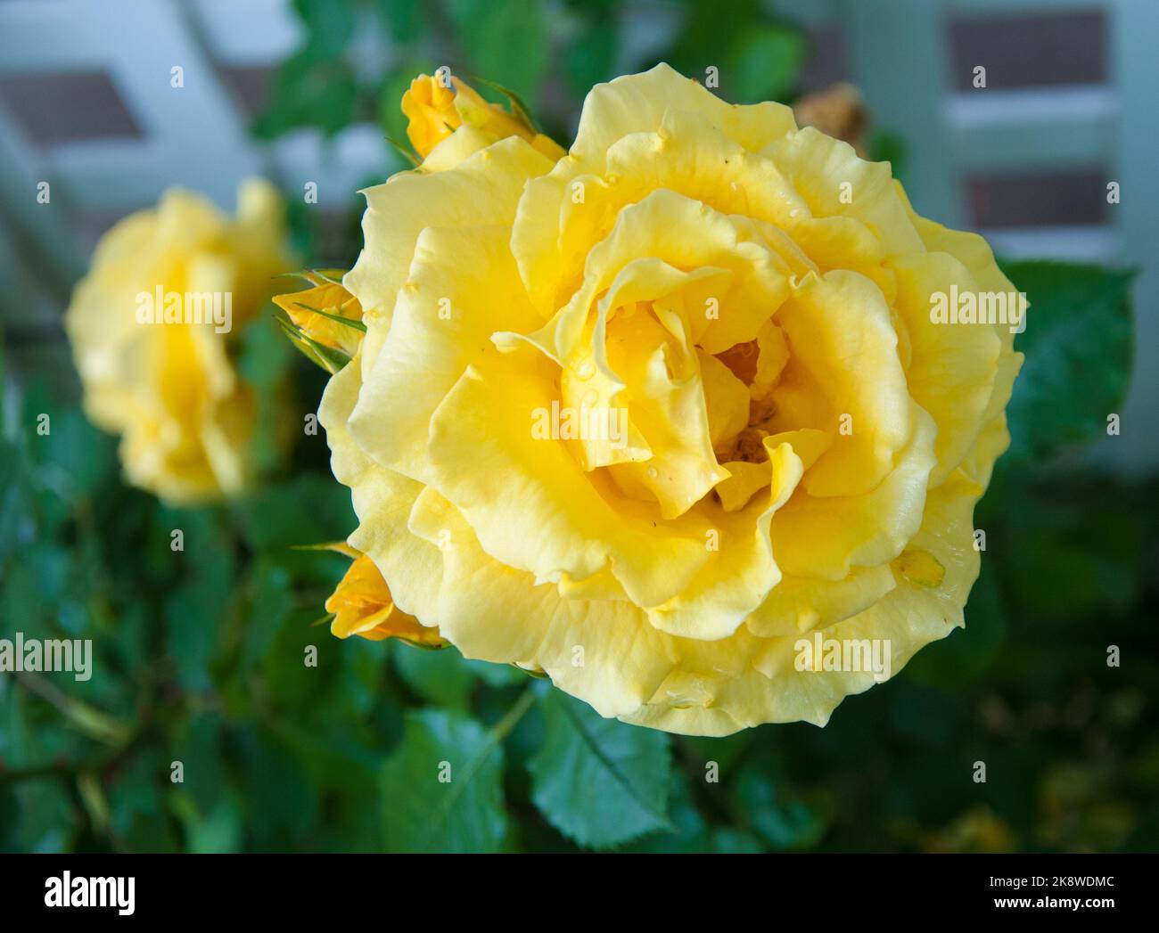 Golden Bunny Floribunda rose, Melbourne, Australia, spring 2022 Stock ...