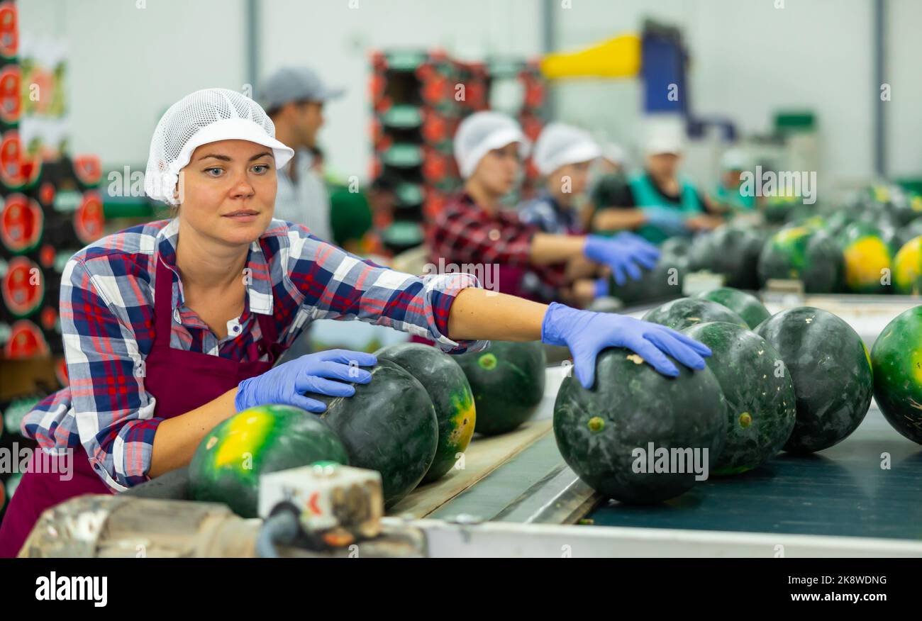 Portrait of woman in uniform who sorts watermelons together with a team ...